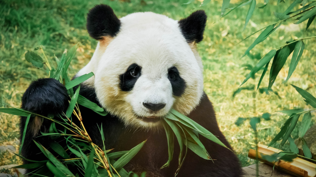 Le canal de Panama : histoire et enjeu géopolitique - Mister Prépa